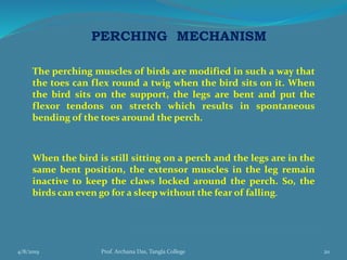 Flight Mechanism in Birds | PPTX