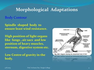 Flight Mechanism in Birds | PPTX