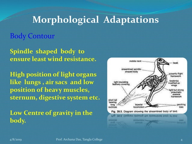 Flight Mechanism in Birds | PPTX | Birdwatching | Hobbies & Interests