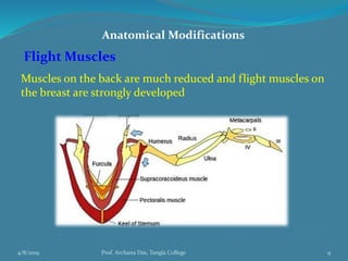 Flight Mechanism in Birds | PPTX
