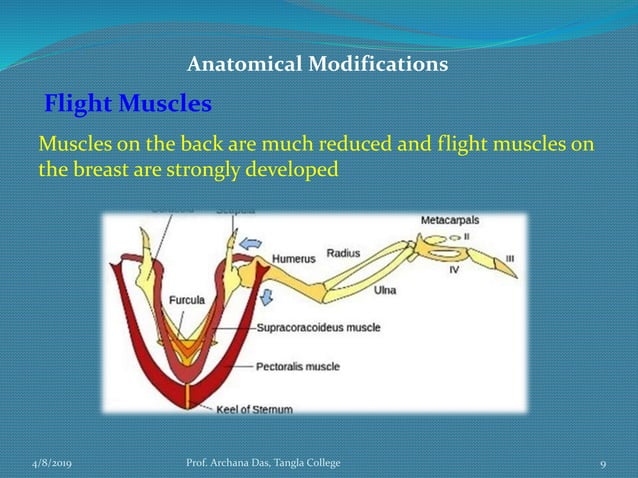 Flight Mechanism in Birds | PPTX | Birdwatching | Hobbies & Interests
