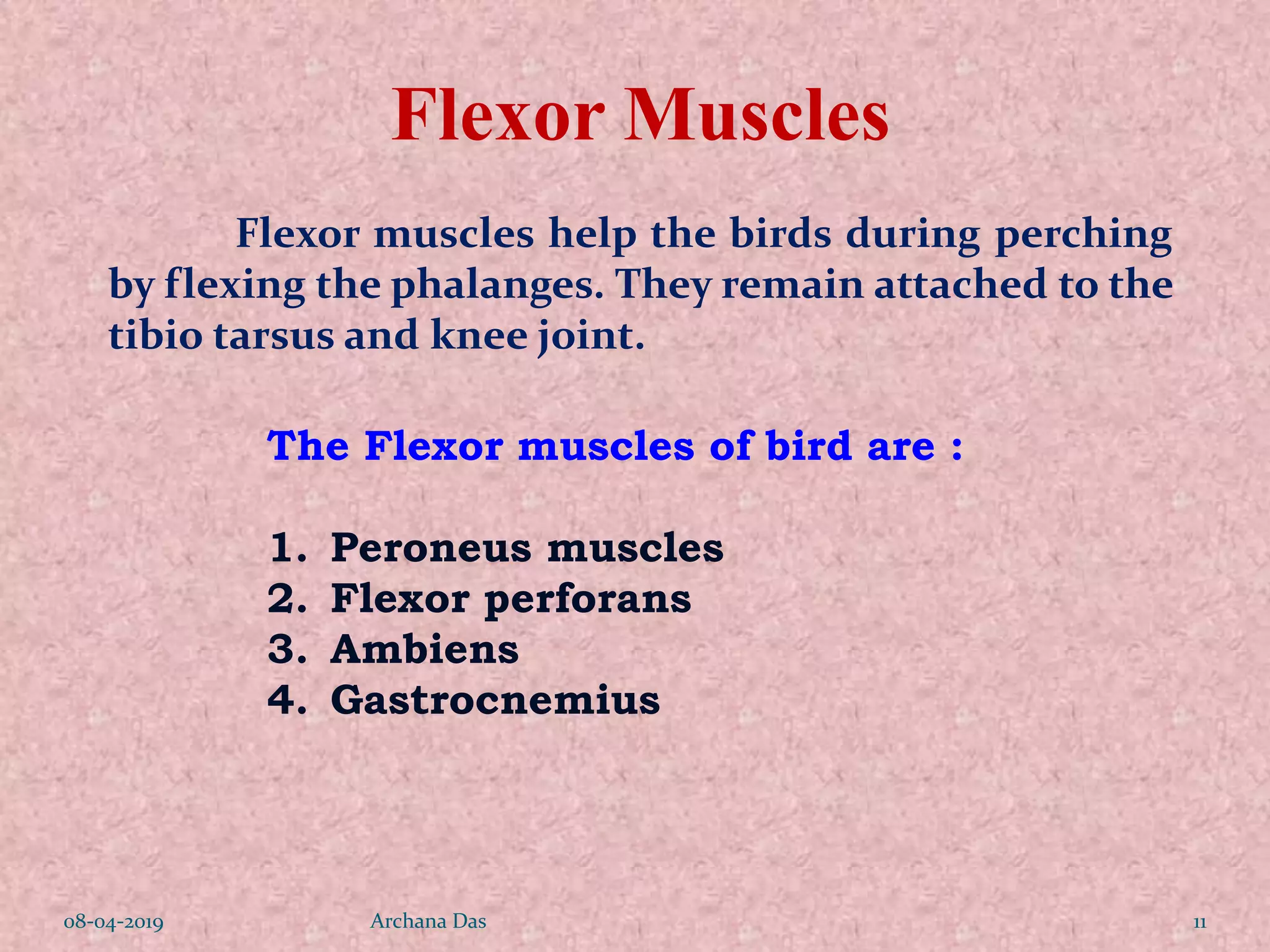 Flight Muscles of Birds | PPTX