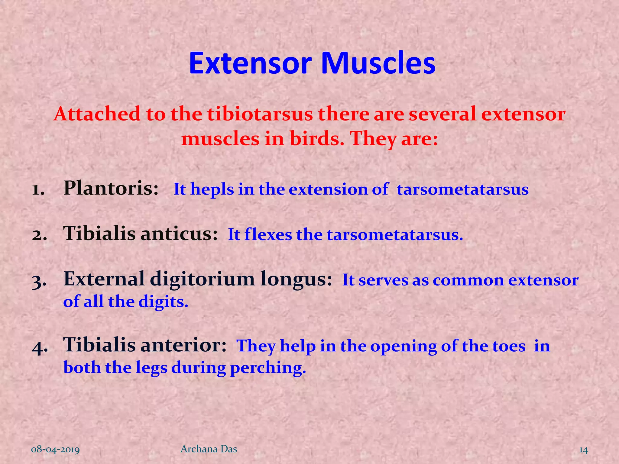 Flight Muscles of Birds | PPTX