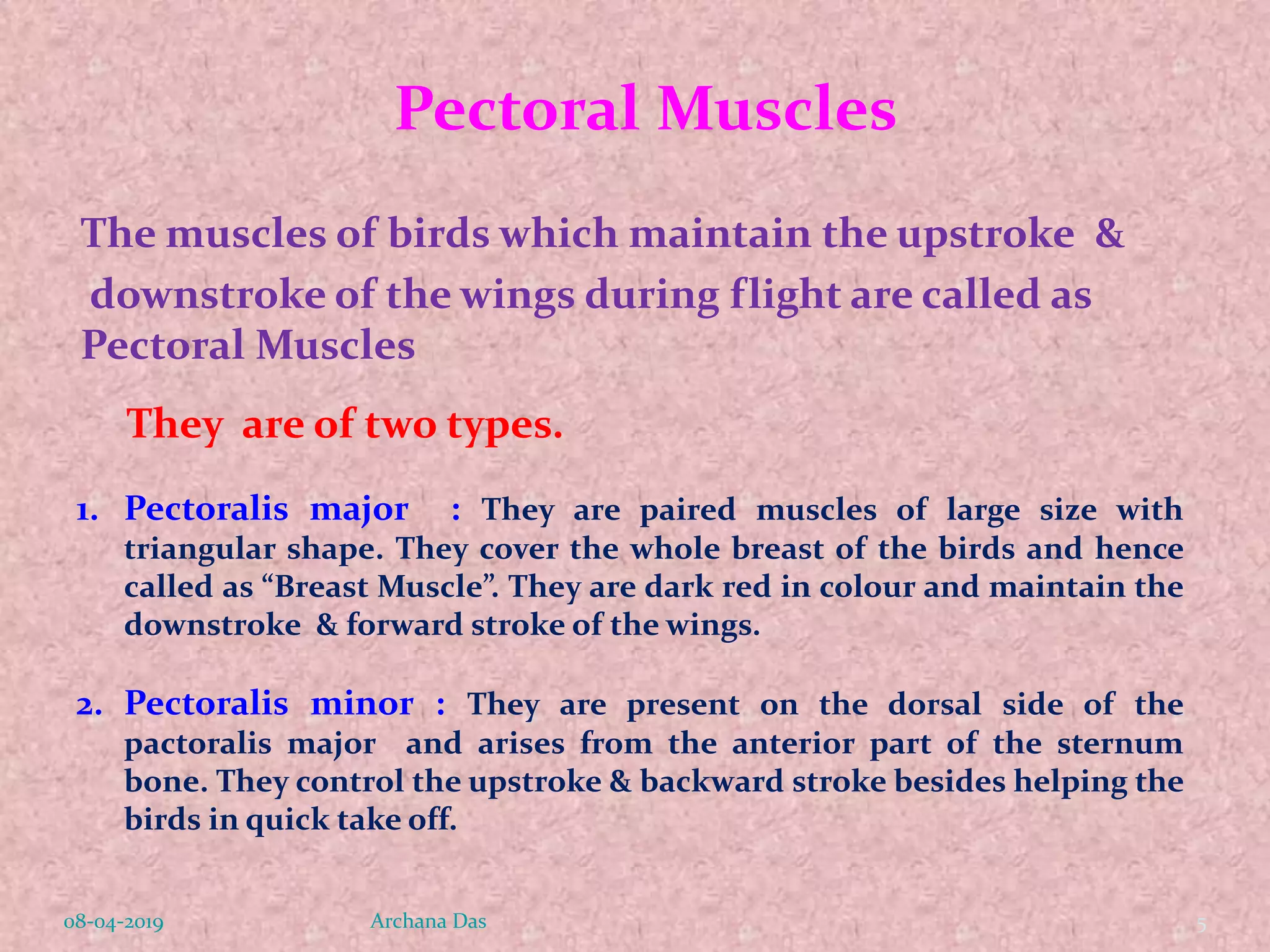 Flight Muscles of Birds | PPTX
