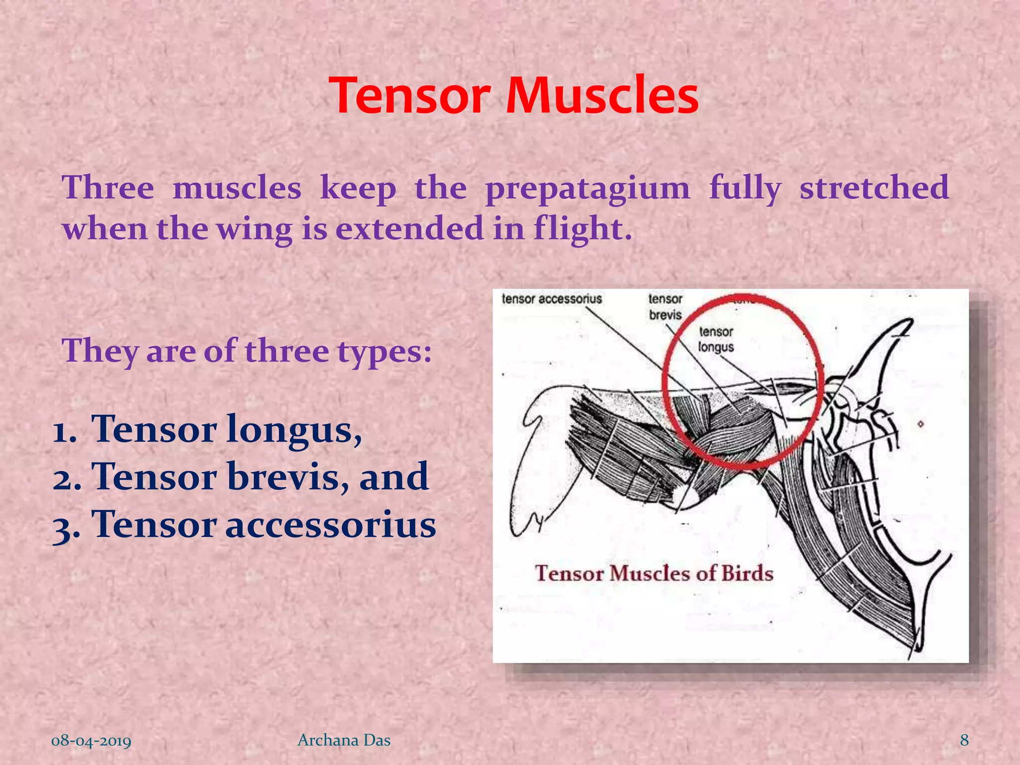 Flight Muscles of Birds | PPTX