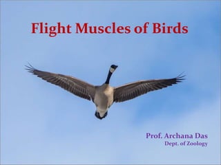 Flight Muscles of Birds | PPTX