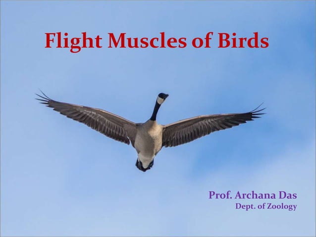 Flight Muscles of Birds | PPTX