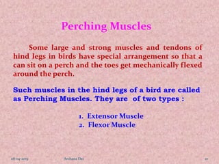 Flight Muscles of Birds | PPTX