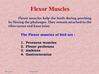 Flight Muscles of Birds | PPTX