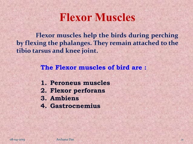 Flight Muscles of Birds | PPTX
