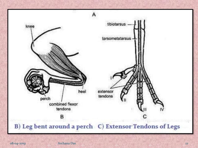 Flight Muscles of Birds | PPTX
