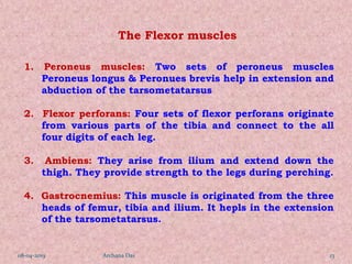Flight Muscles of Birds | PPTX
