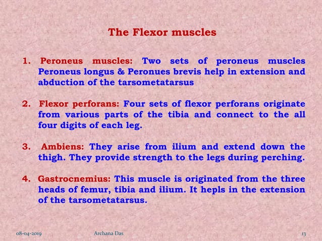 Flight Muscles of Birds | PPTX