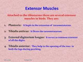 Flight Muscles of Birds | PPTX