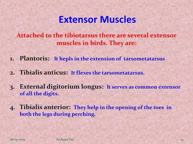 Flight Muscles of Birds | PPTX