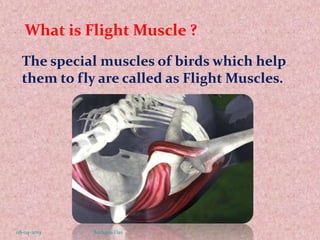Flight Muscles of Birds | PPTX