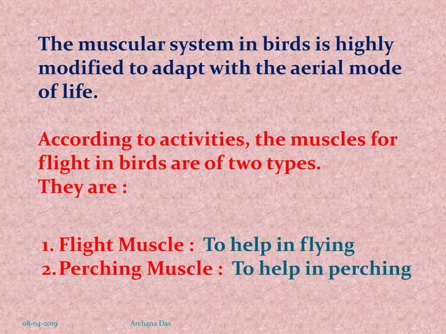 Flight Muscles of Birds | PPTX
