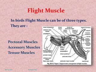Flight Muscles of Birds | PPTX
