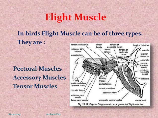 Flight Muscles of Birds | PPTX