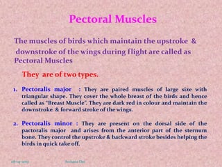 Pectoral Muscles In Birds