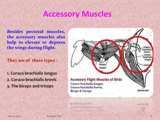 Pectoral Muscles In Birds