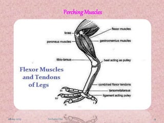 Bird Muscle Diagram