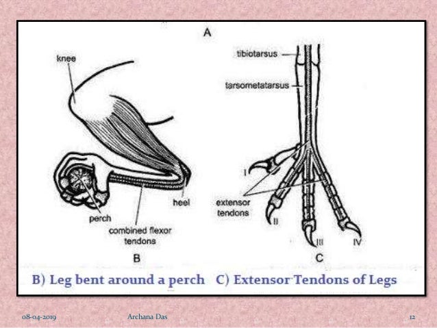 Flight Muscles of Birds