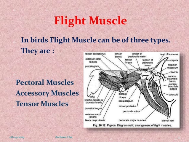 Flight Muscles of Birds