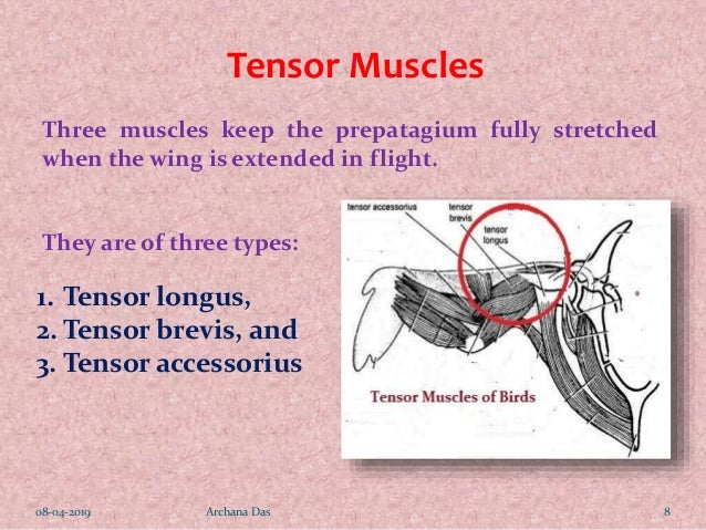 Flight Muscles of Birds