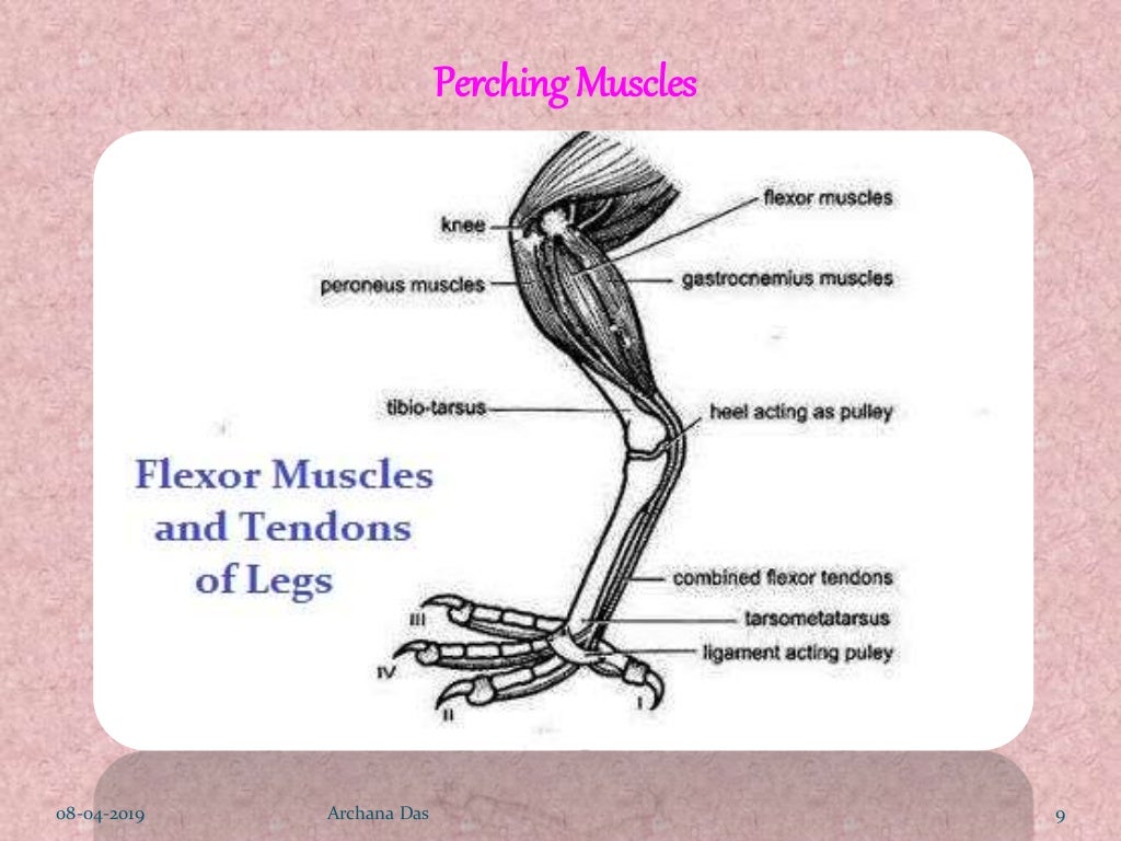 Flight Muscles of Birds