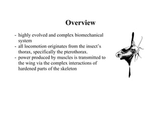 Flight of Insects | PDF
