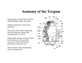 Flight of Insects | PDF