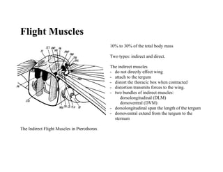 Flight of Insects | PDF