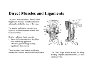 Flight of Insects | PDF