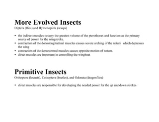 Flight of Insects | PDF