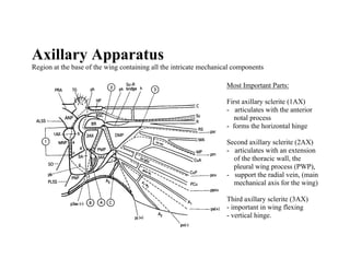Flight of Insects | PDF | Birdwatching | Hobbies & Interests