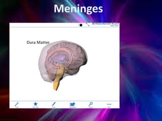 Flight or flee | PDF