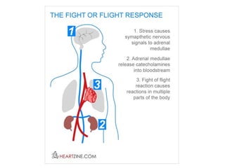Flight or flight response | PPT