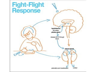 Flight or flight response | PPT