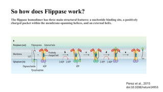 Flippase | PPTX