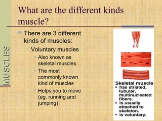 Flipped Classroom - Muscles | PPT