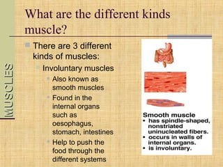 Flipped Classroom - Muscles | PPT