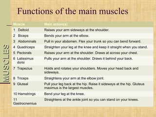 Flipped Classroom - Muscles | PPT