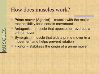 Flipped Classroom - Muscles | PPT