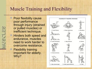 Flipped Classroom - Muscles | PPT