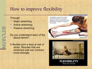 Flipped Classroom - Muscles | PPT
