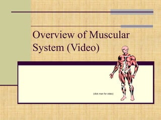 Flipped Classroom - Muscles | PPT