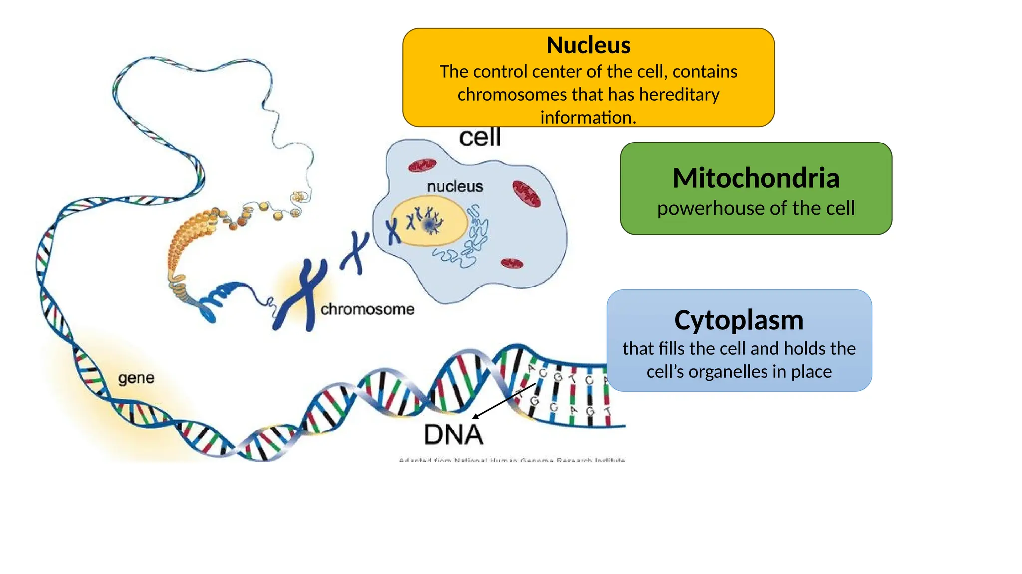 flip task Inheritance: Chromosomes, genes and DNA | PPT
