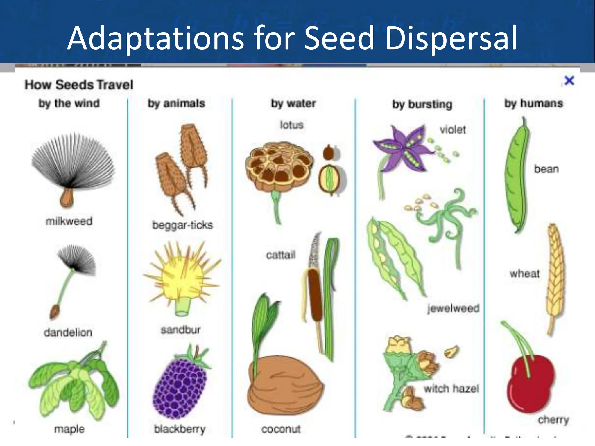 Botany_Part_II_Growth_and_Development.ppt