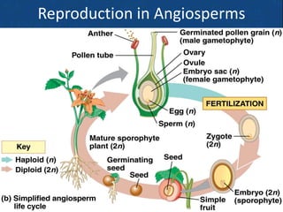 Botany_Part_II_Growth_and_Development.ppt